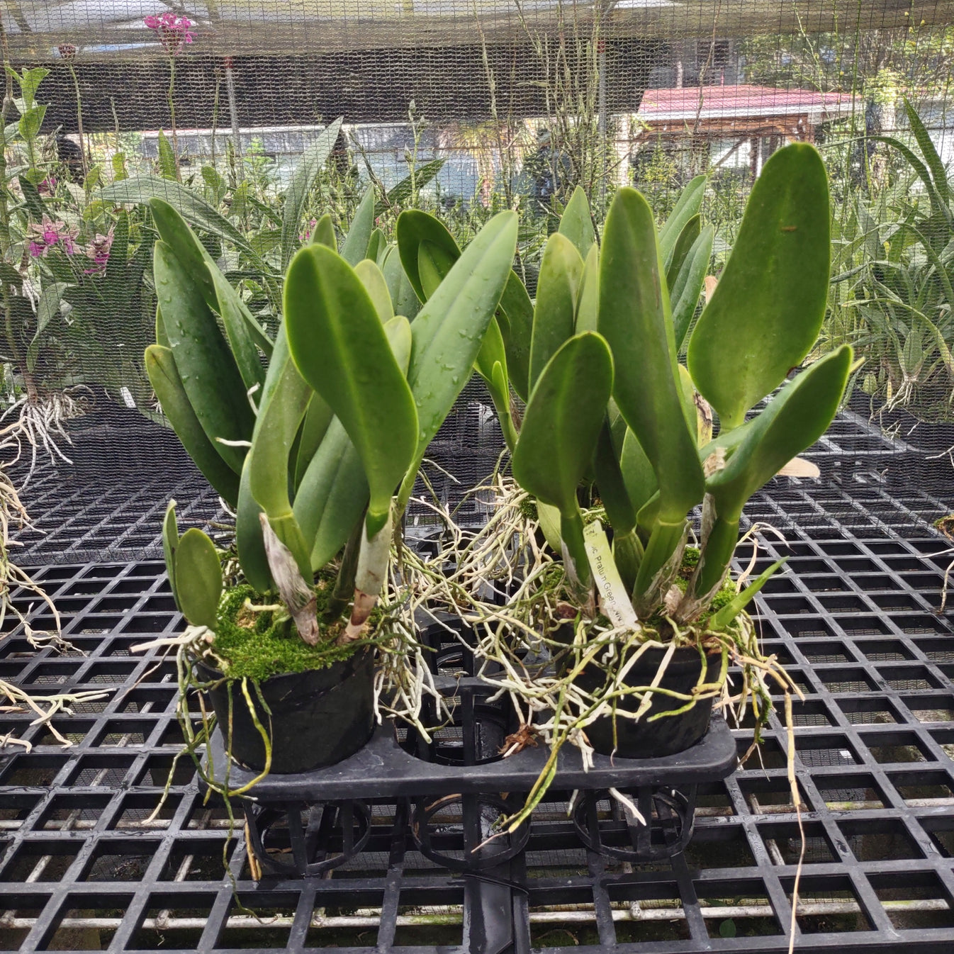 Blc. Pratum Green 'NN' – Kalapana Orchid Farm