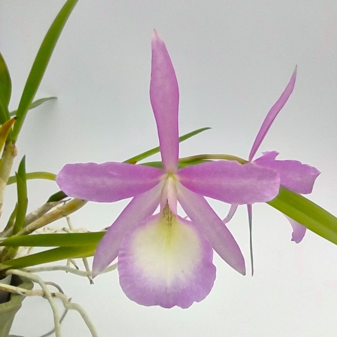 All Orchids – Page 2 – Kalapana Orchid Farm