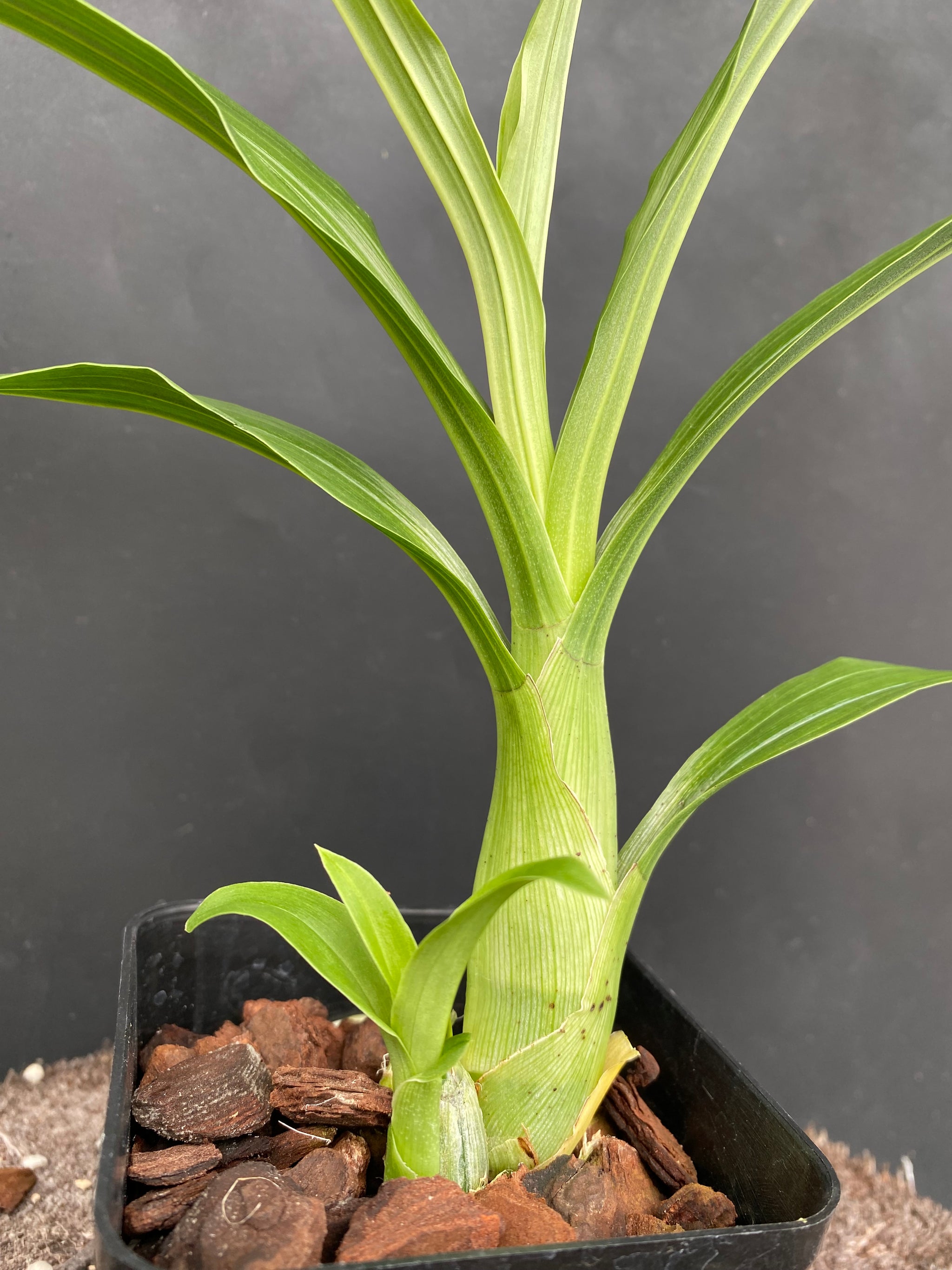 Kalapana Orchid Farm