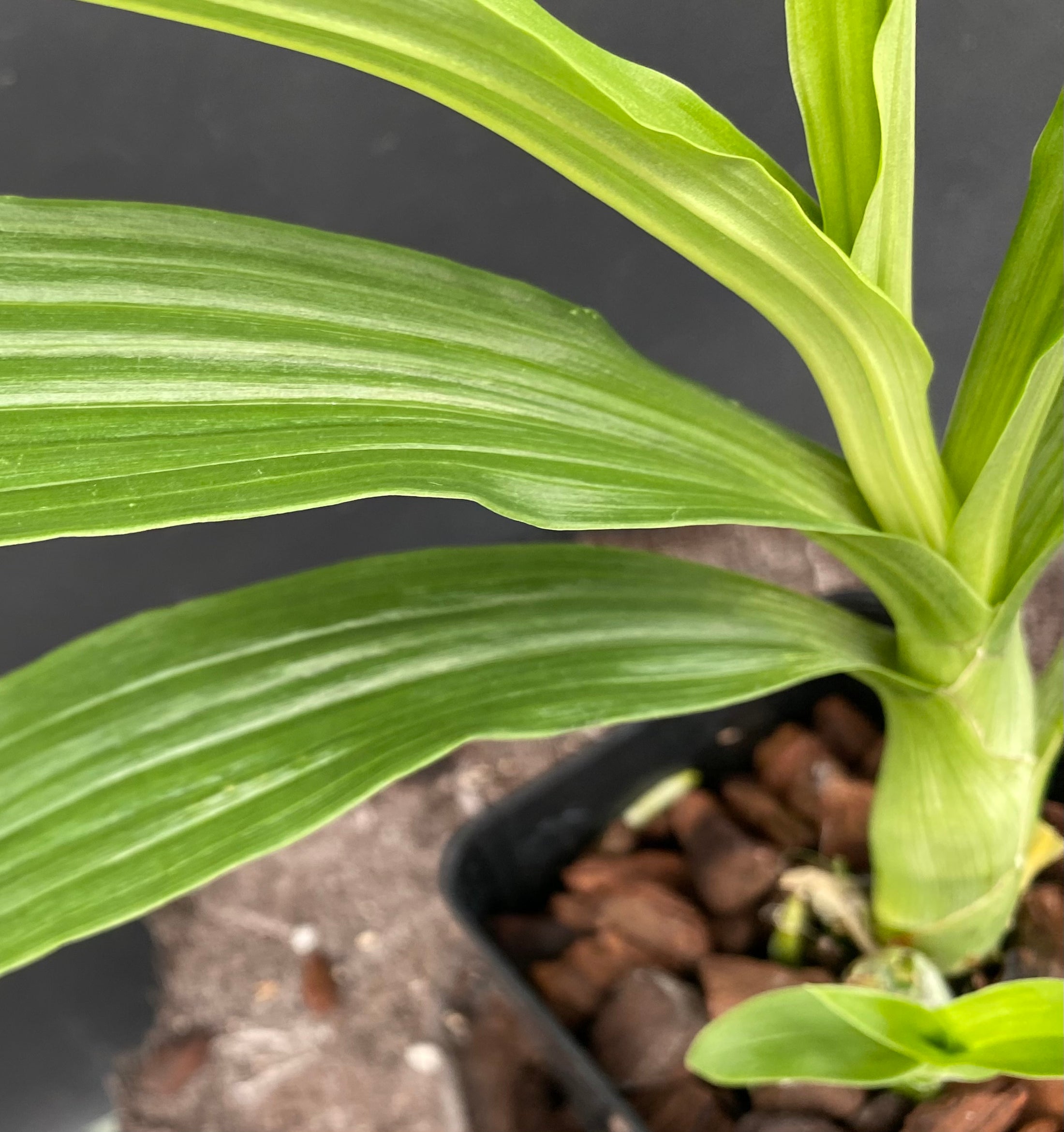 Kalapana Orchid Farm