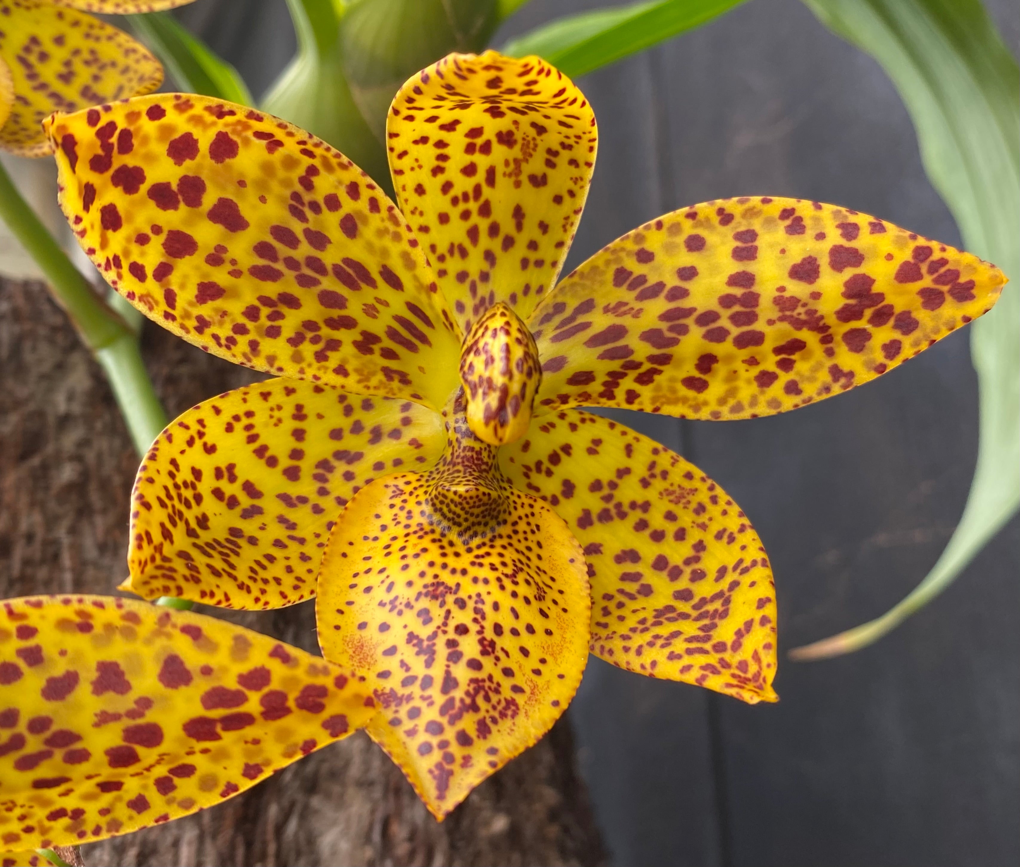 Cycd. Leopard's Gold – Kalapana Orchid Farm