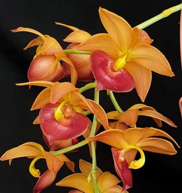 Kalapana Orchid Farm