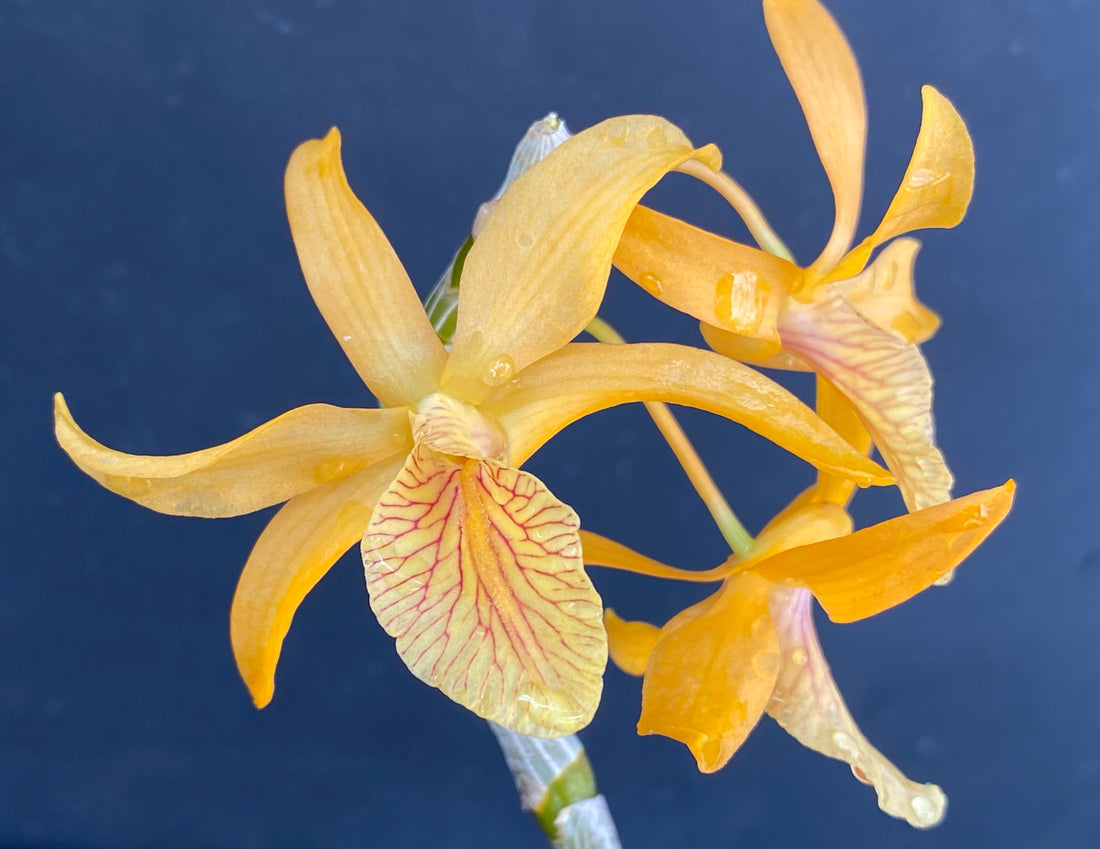 Den. Pixie Charm – Kalapana Orchid Farm