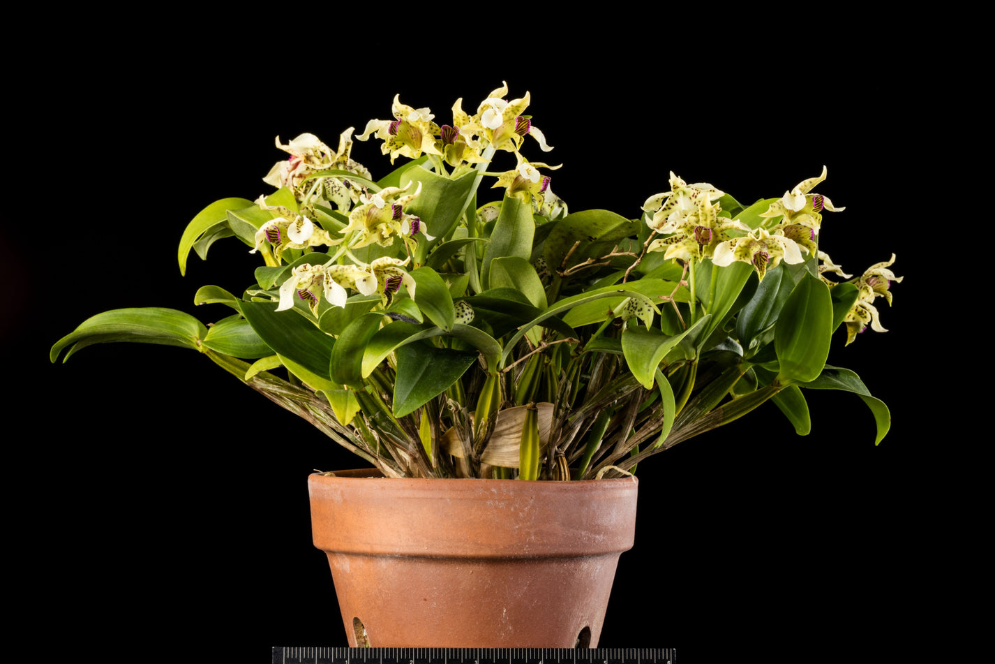 Dendrobium (Den.) atroviolaceum – Kalapana Orchid Farm