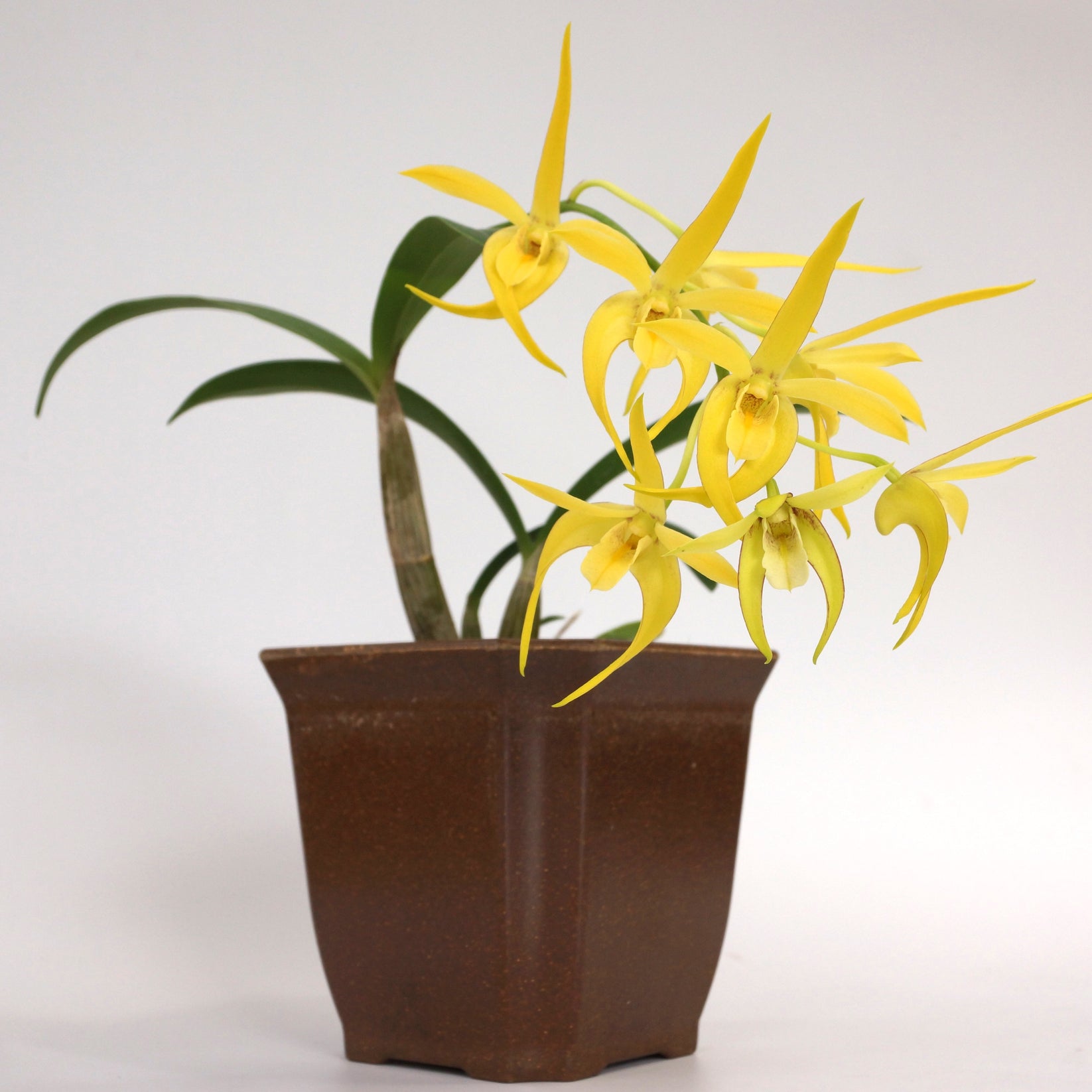 Dendrobium Regal Vista – Kalapana Orchid Farm