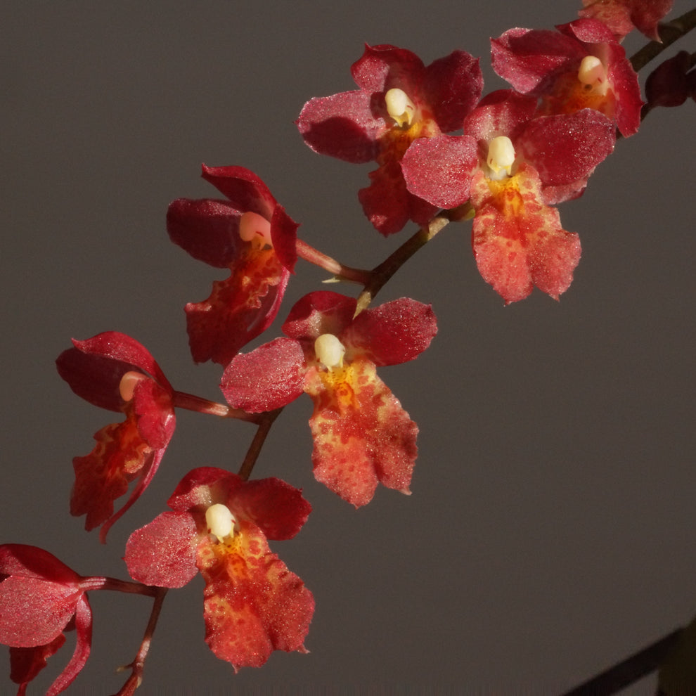 Howeara (Hwra.) Puanani 'Lava Burst' – Kalapana Orchid Farm