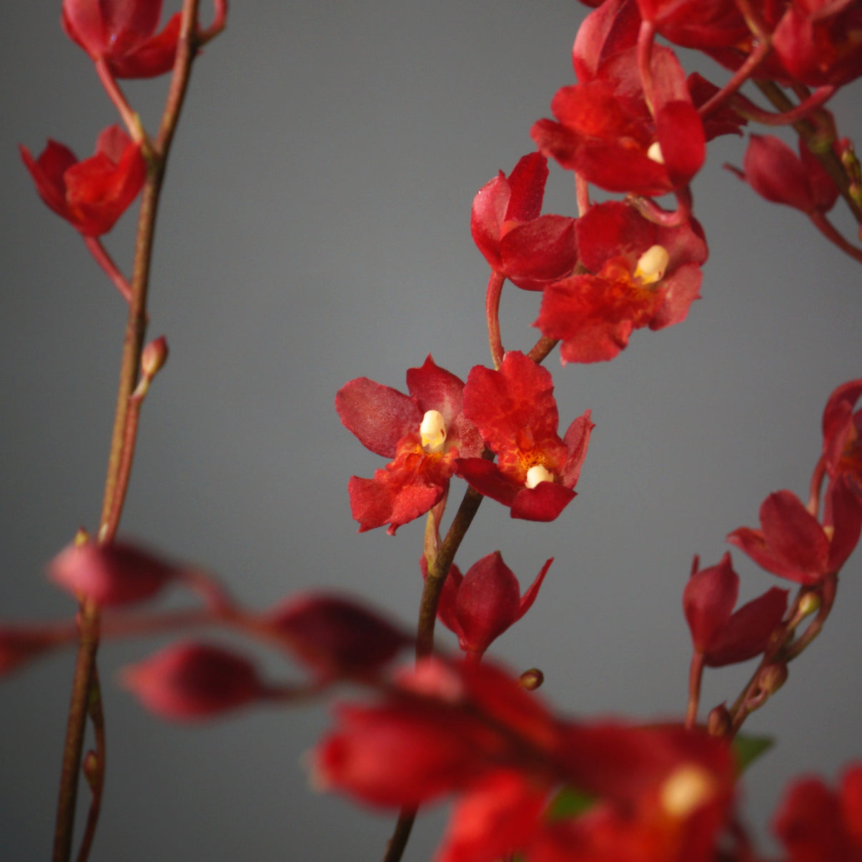 Howeara (Hwra.) Puanani 'Lava Burst' – Kalapana Orchid Farm