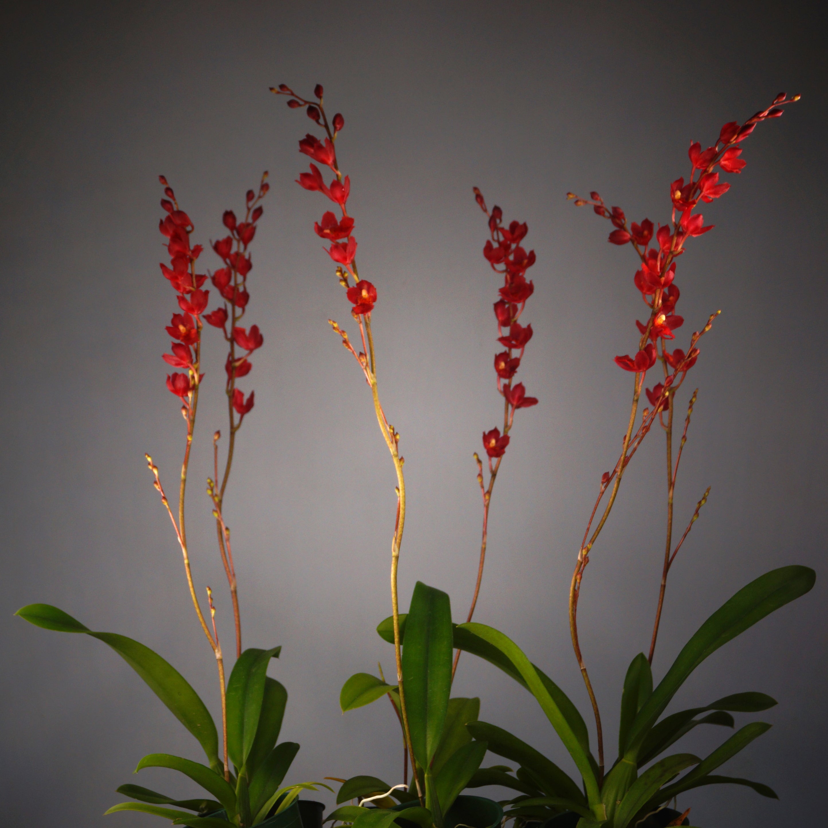 Howeara (Hwra.) Puanani 'Lava Burst' – Kalapana Orchid Farm