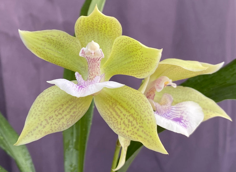 Inclarkara Cheyenne Marie 'Lemoncello' – Kalapana Orchid Farm