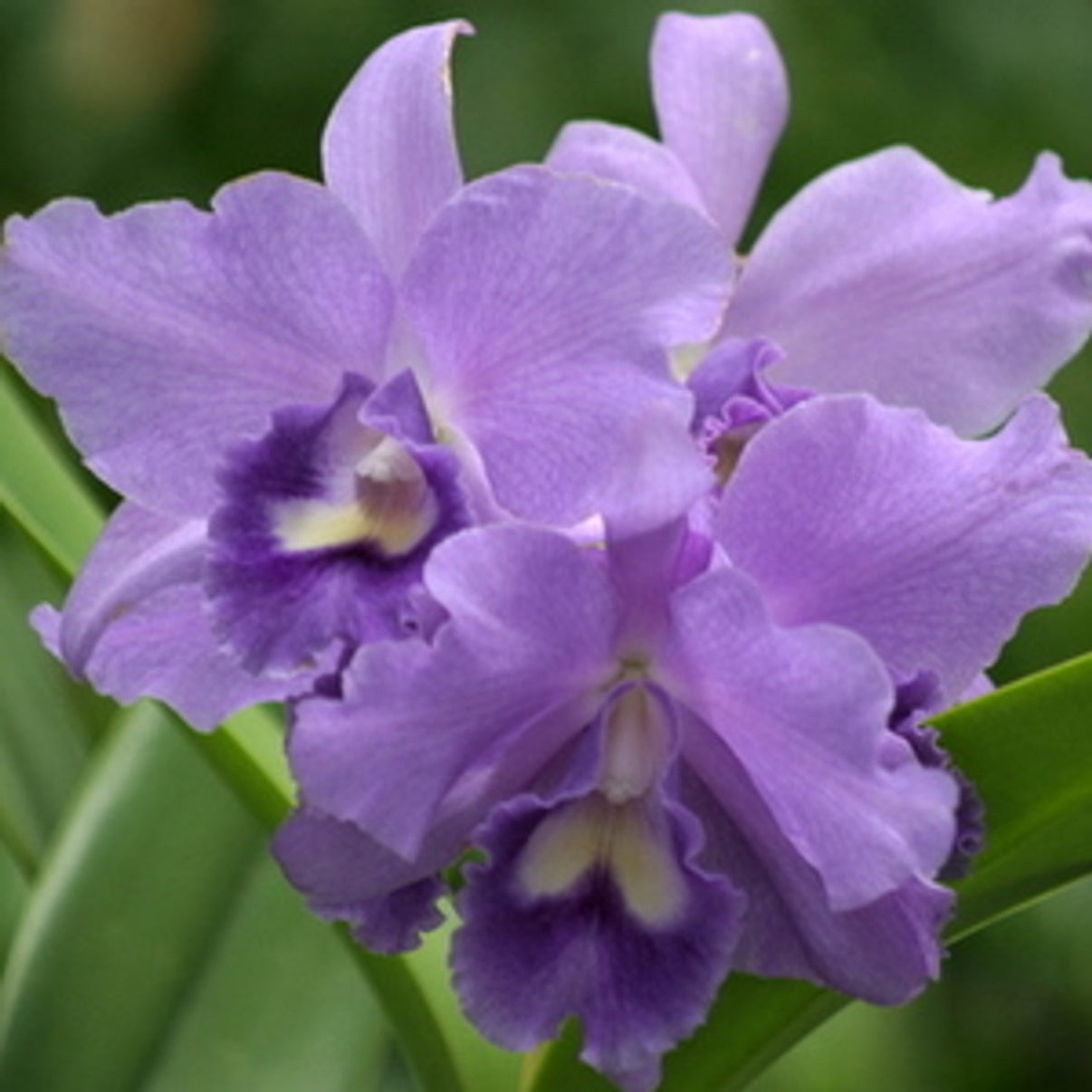 Rlc. Volcano Blue 'Volcano Queen' – Kalapana Orchid Farm