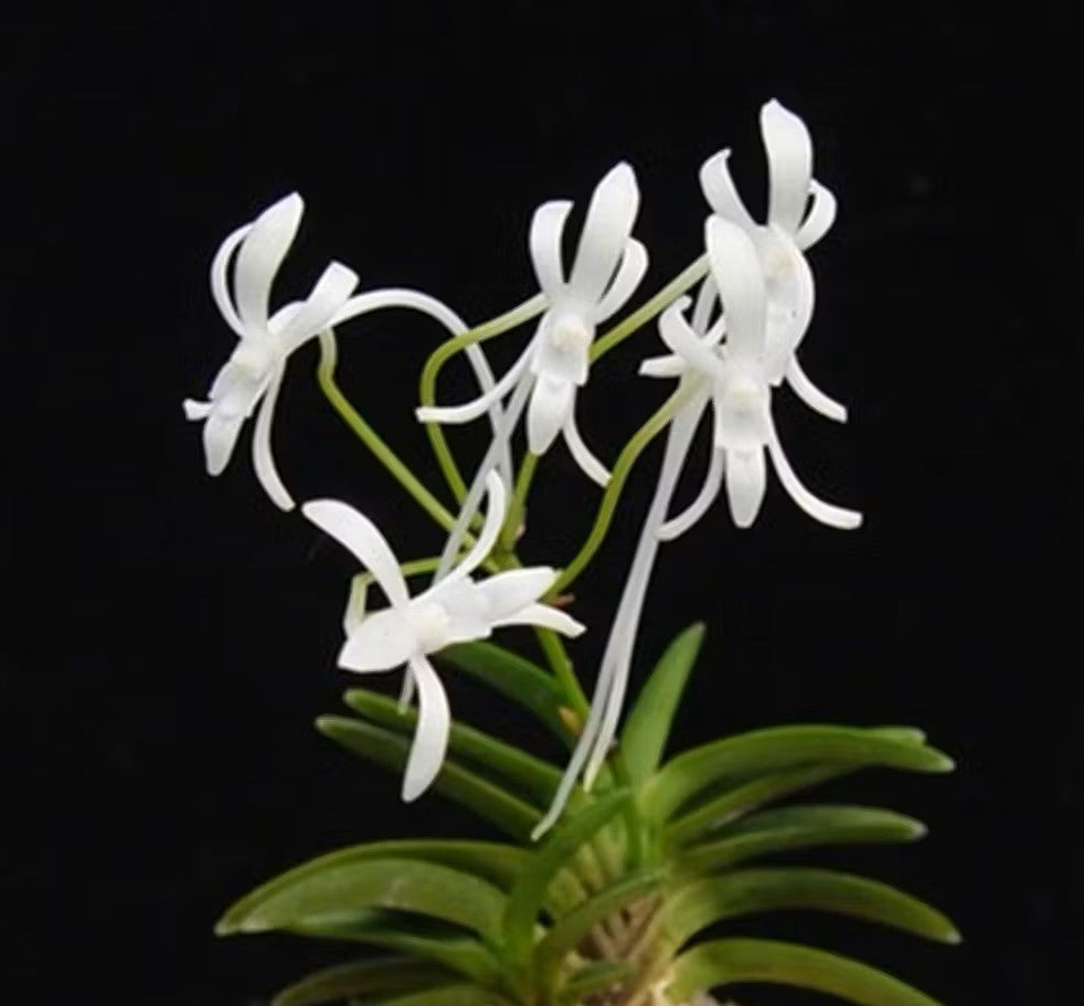 Neof. falcata- Blooming size – Kalapana Orchid Farm
