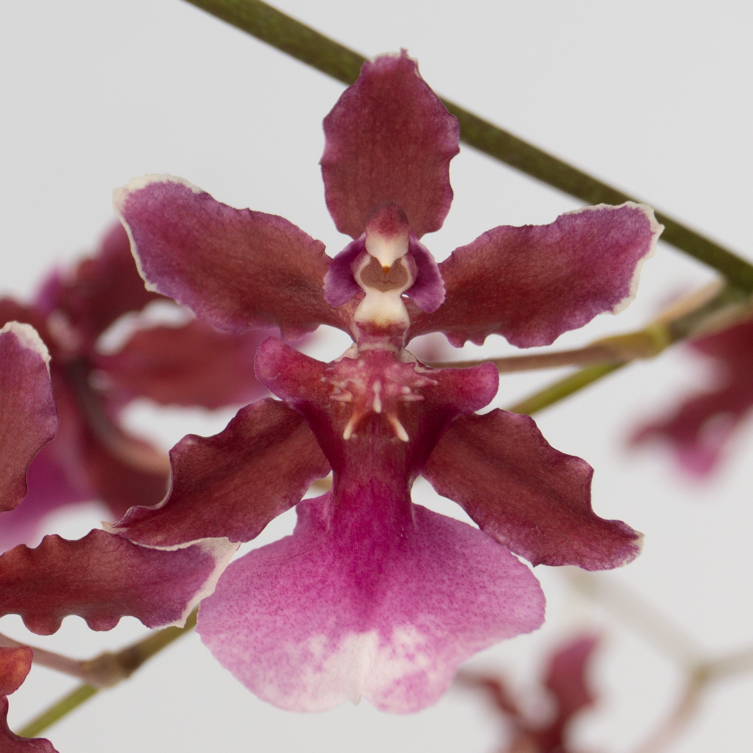 Oncidium (Onc.) Sharry Baby 'Red Fantasy' – Kalapana Orchid Farm