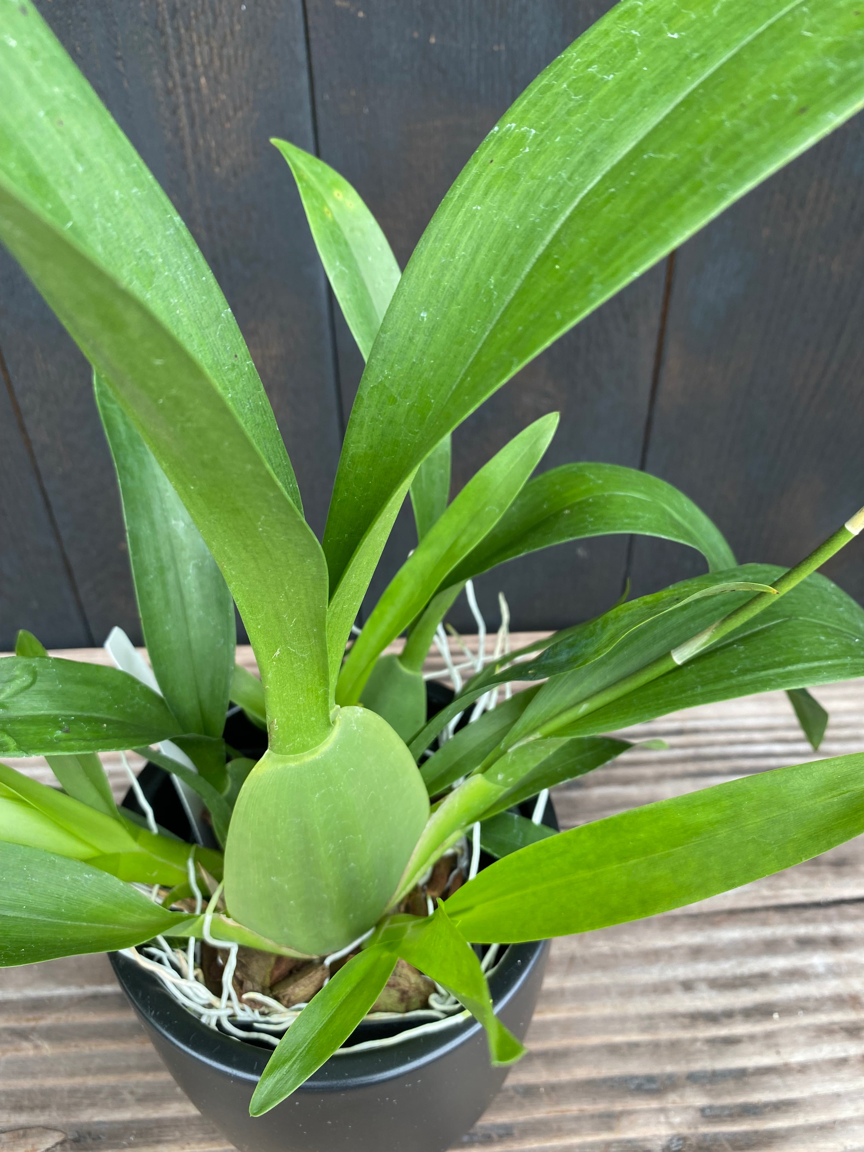 Kalapana Orchid Farm
