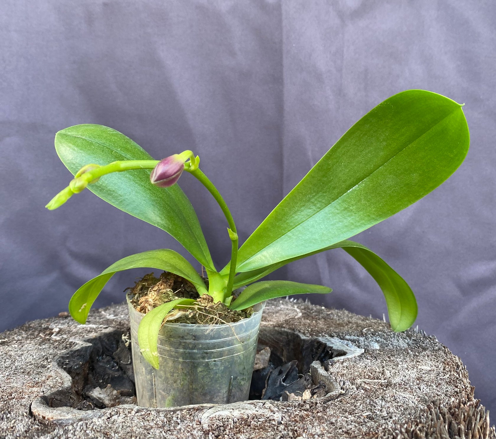 Kalapana Orchid Farm