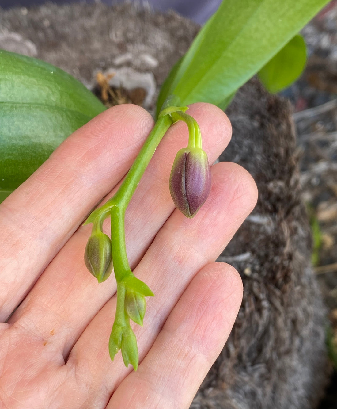 Kalapana Orchid Farm