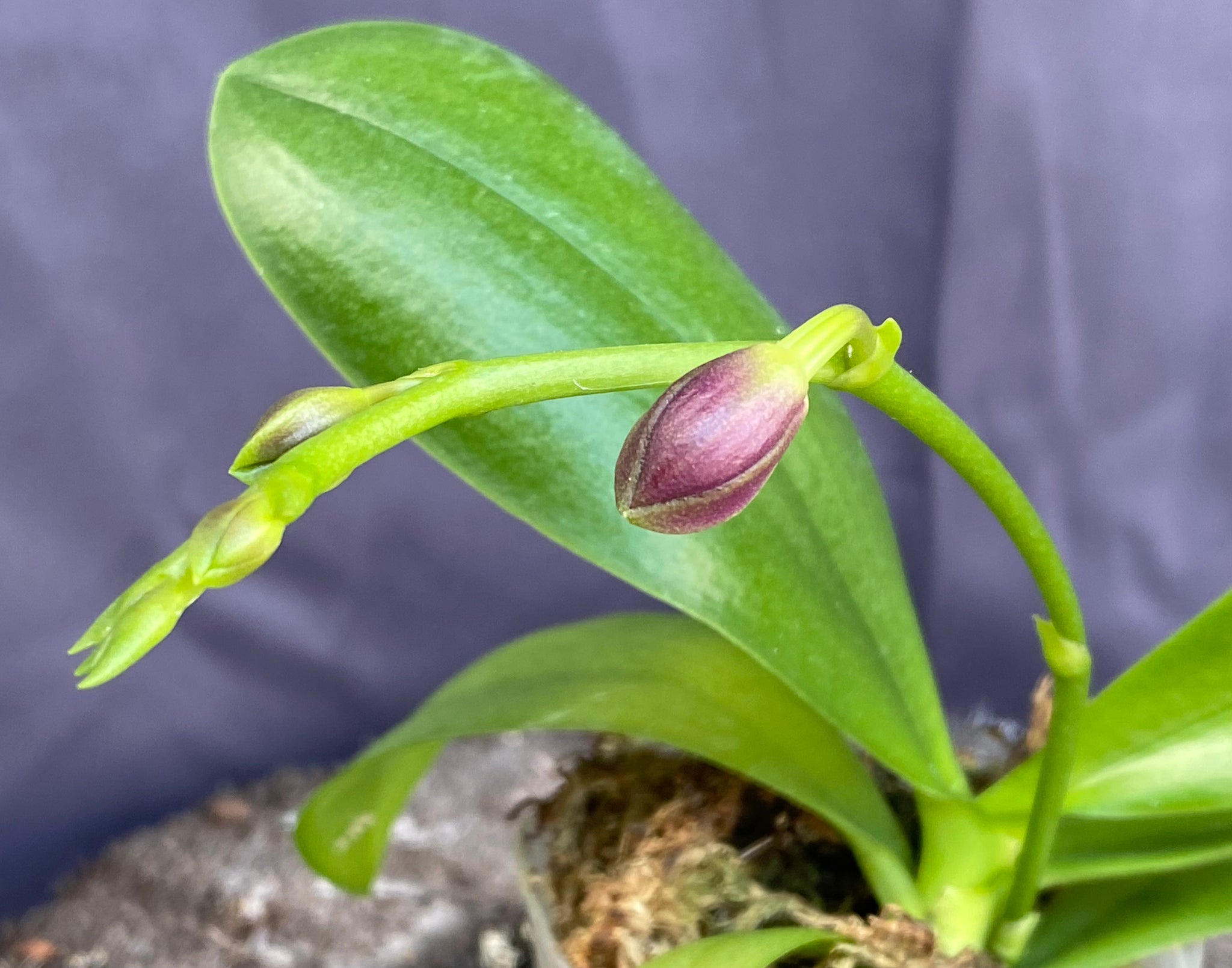Kalapana Orchid Farm