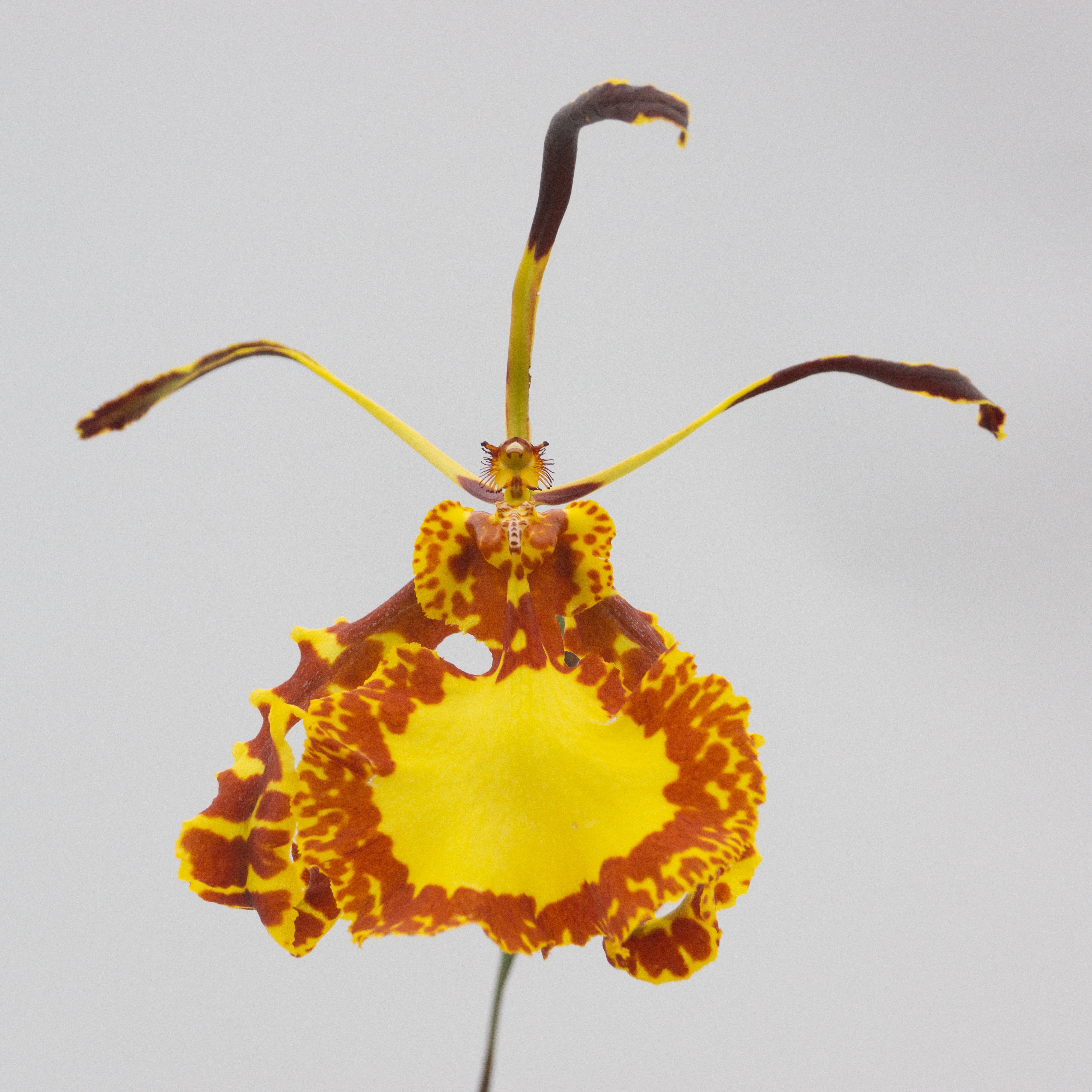Psychopsis Mendenhall' Hildos' FCC/AOS – Kalapana Orchid Farm