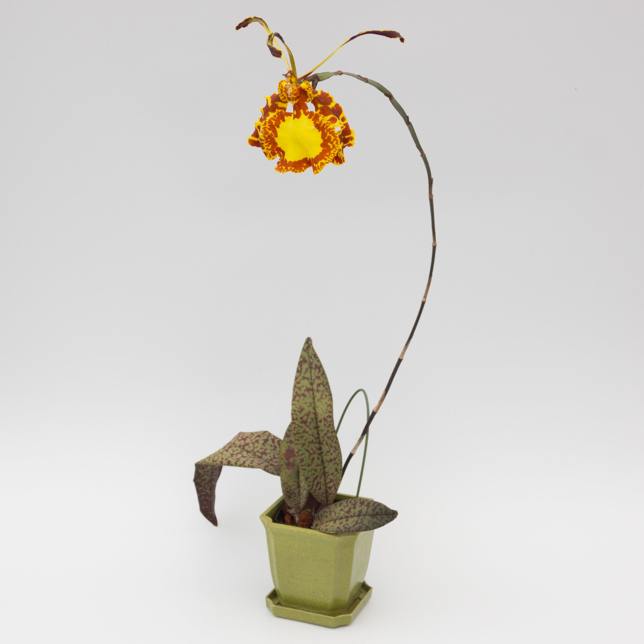 Kalapana Orchid Farm