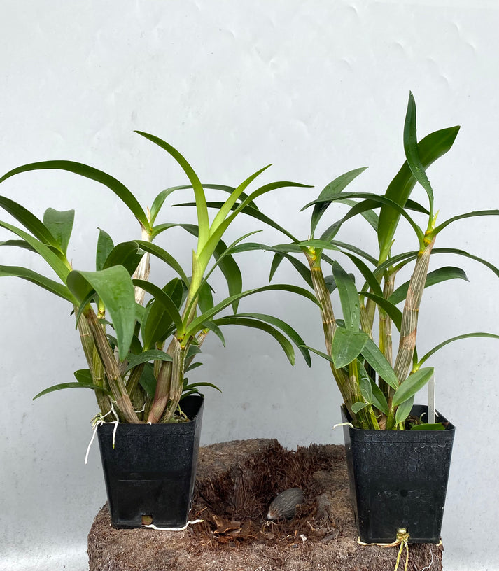 Dendrobium Regal Vista – Kalapana Orchid Farm