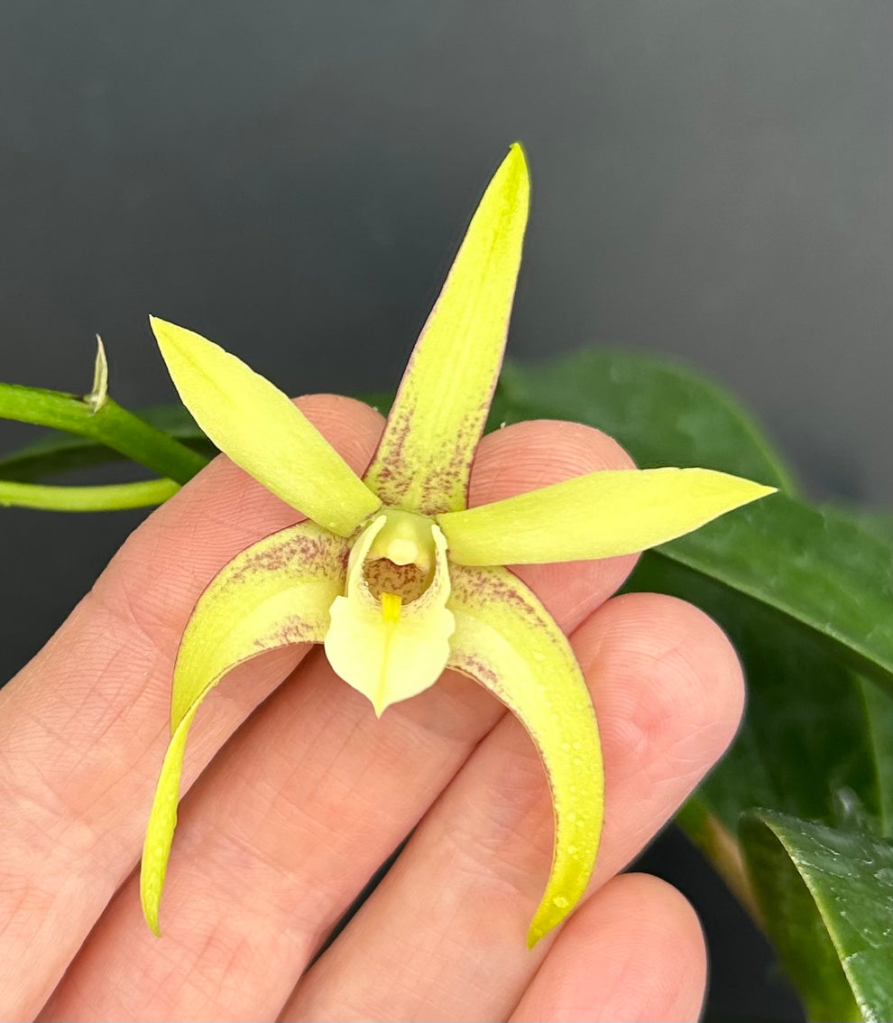 Dendrobium Regal Vista – Kalapana Orchid Farm