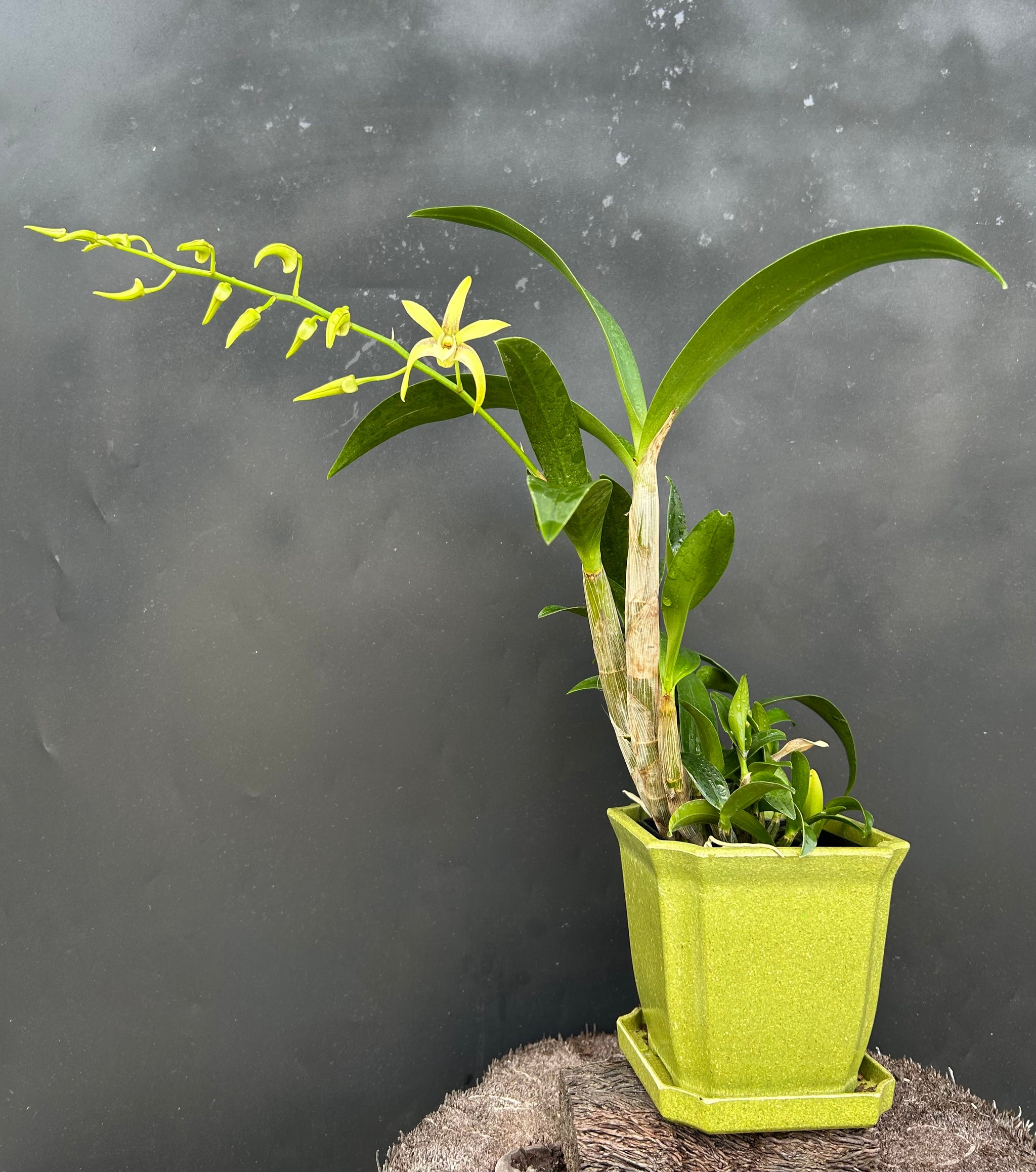 Dendrobium Regal Vista – Kalapana Orchid Farm