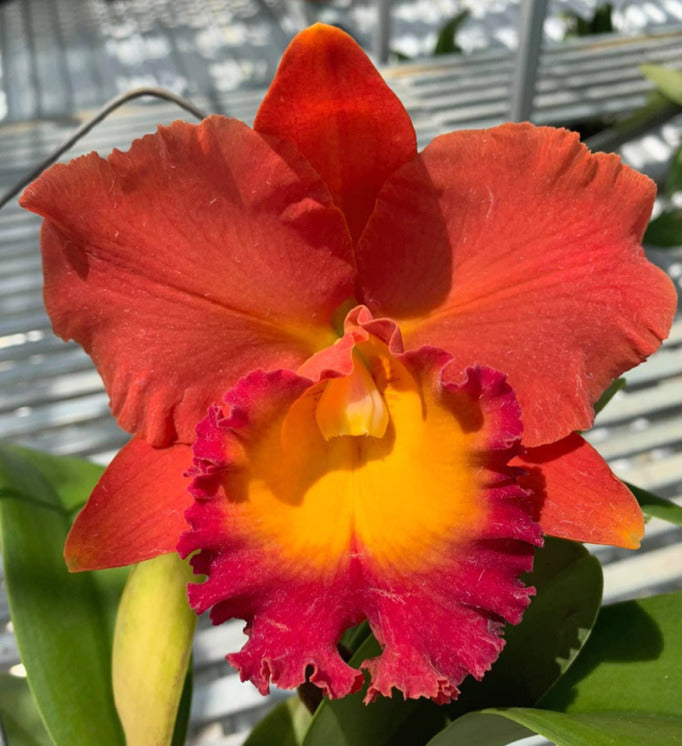 Rlc. Siam Orange – Kalapana Orchid Farm
