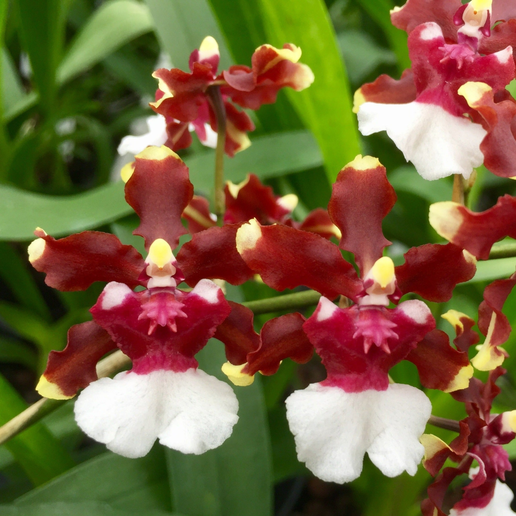 Oncidium (Onc.) Aka Baby 'Raspberry Chocolate' – Kalapana Orchid Farm
