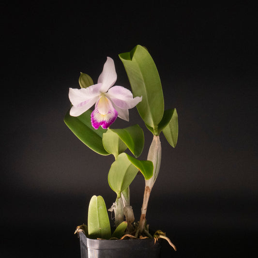MiniCatt – Kalapana Orchid Farm