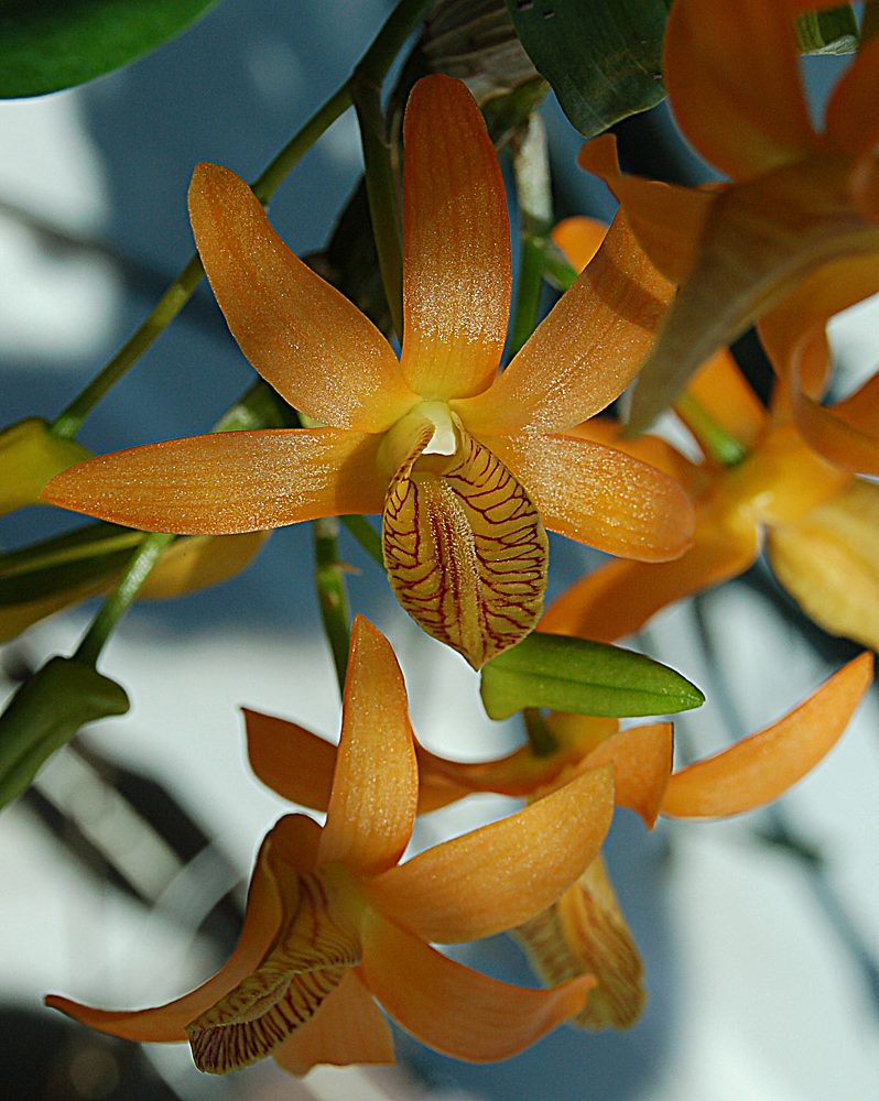 Den. Pixie Charm – Kalapana Orchid Farm