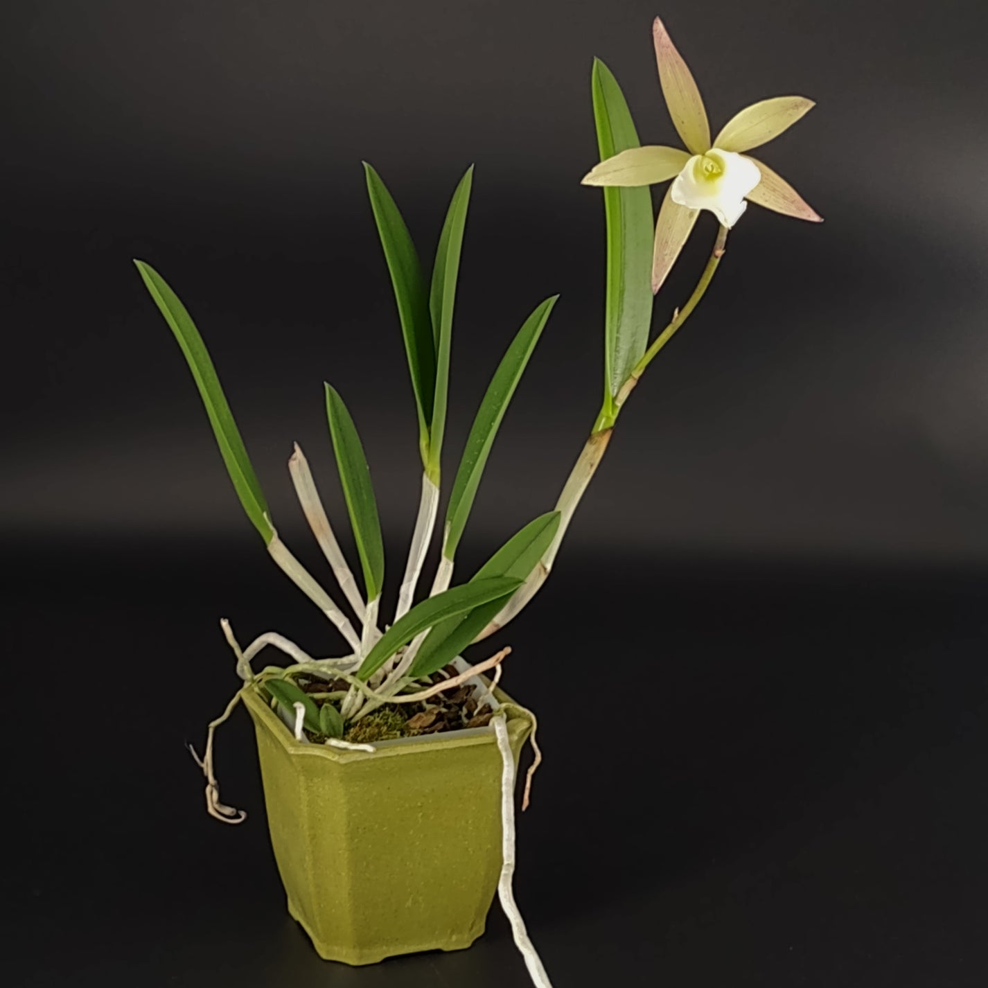 Cattleya Summer Spot x Brassavola nodosa – Kalapana Orchid Farm