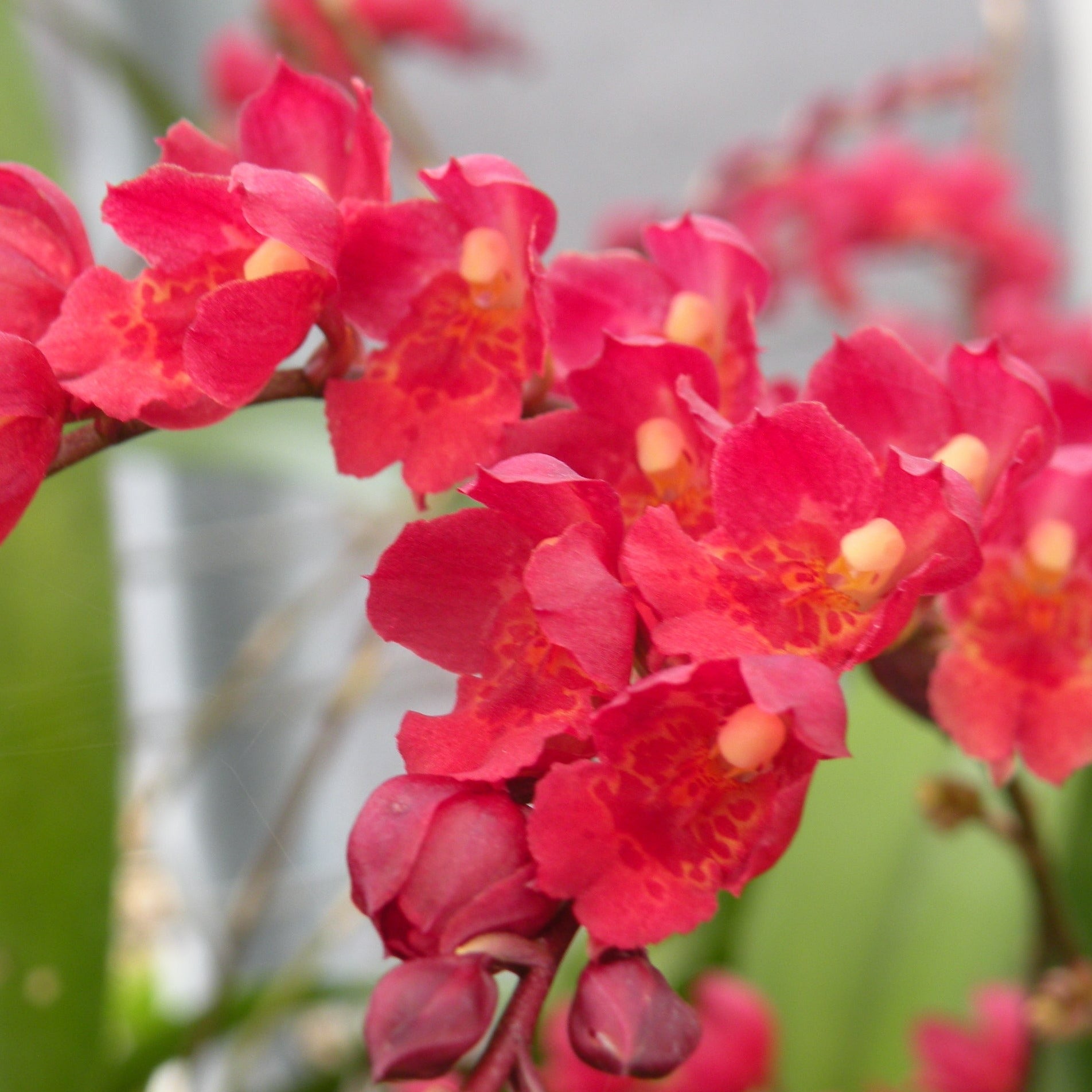 Howeara (Hwra.) Puanani 'Lava Burst' – Kalapana Orchid Farm